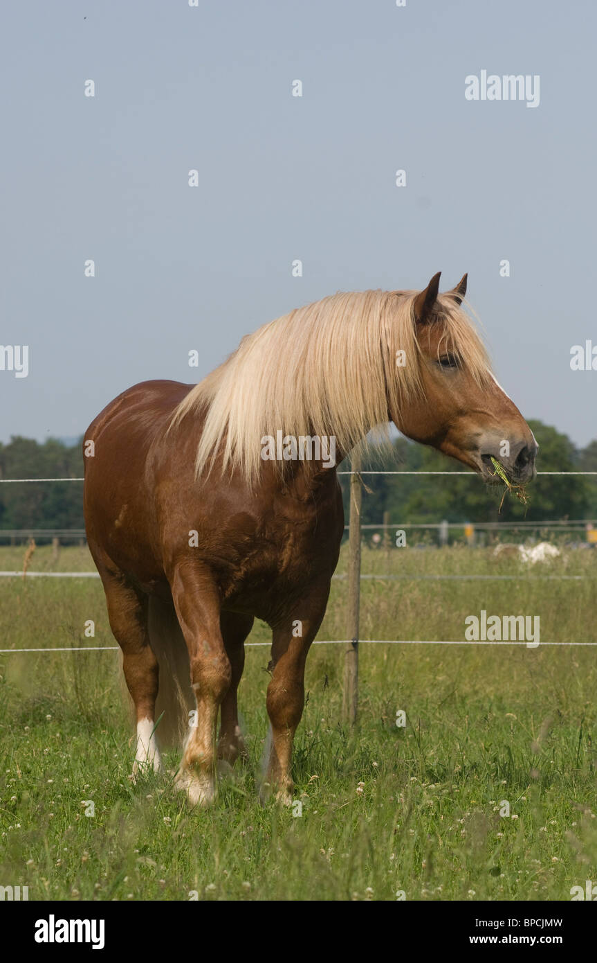 German coldblood hi-res stock photography and images - Alamy