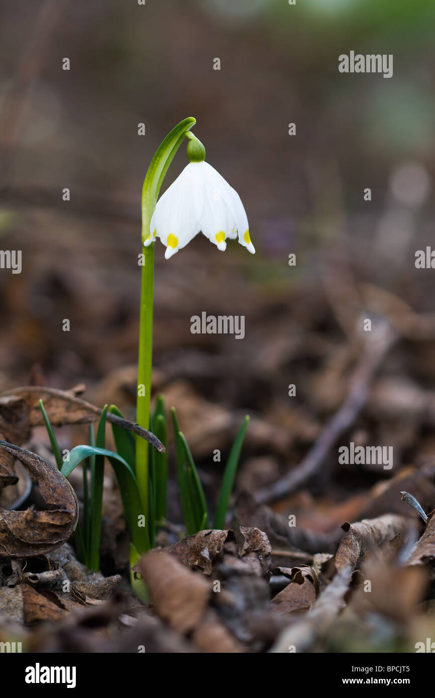Flower british snowdrop hi-res stock photography and images - Alamy