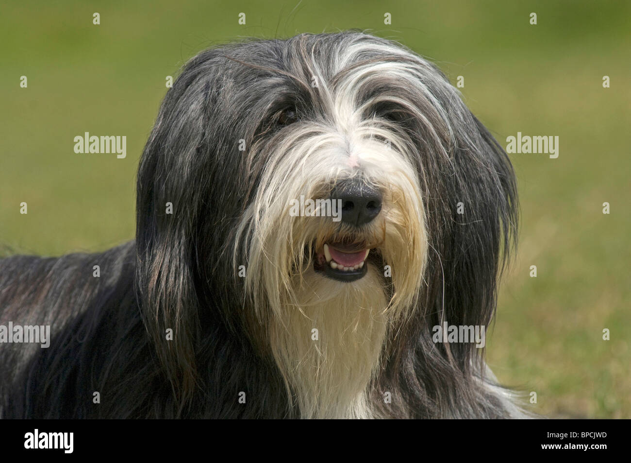 Bearded Collie Portrait Stock Photo - Alamy