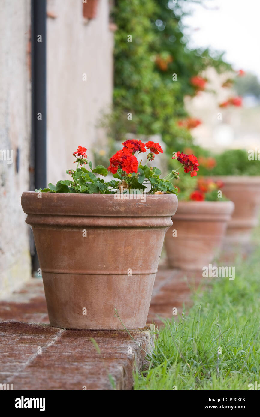 Pelargonium pot hi-res stock photography and images - Alamy
