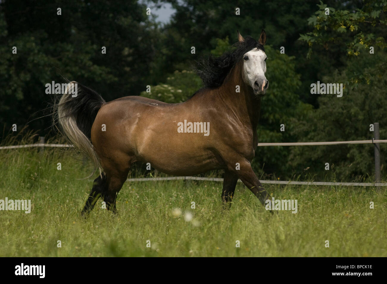 Cross running blood hi-res stock photography and images - Alamy