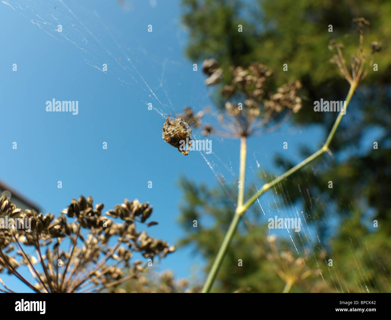 Garden spider web hi-res stock photography and images - Alamy
