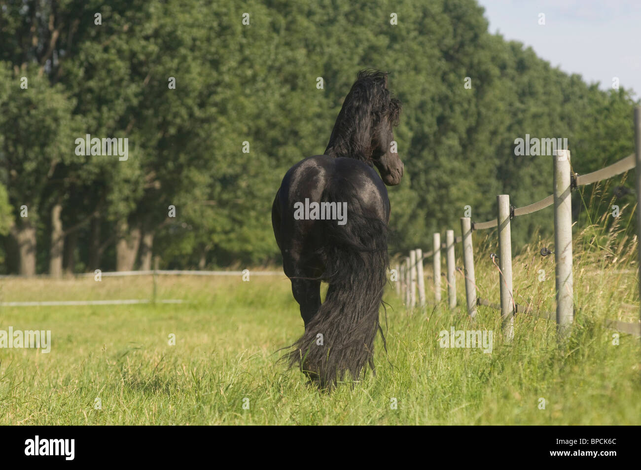 Frisians fence hi-res stock photography and images - Alamy