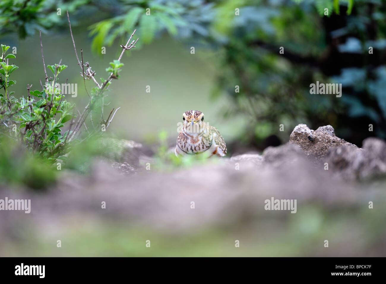 Three banded courser hi-res stock photography and images - Alamy