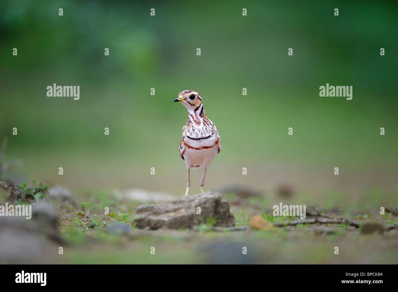 Rhinoptilus cinctus hi-res stock photography and images - Alamy