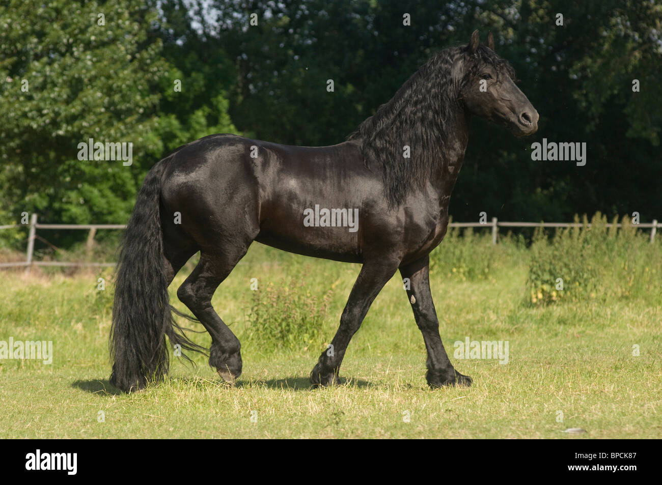 Frisians fence hi-res stock photography and images - Alamy