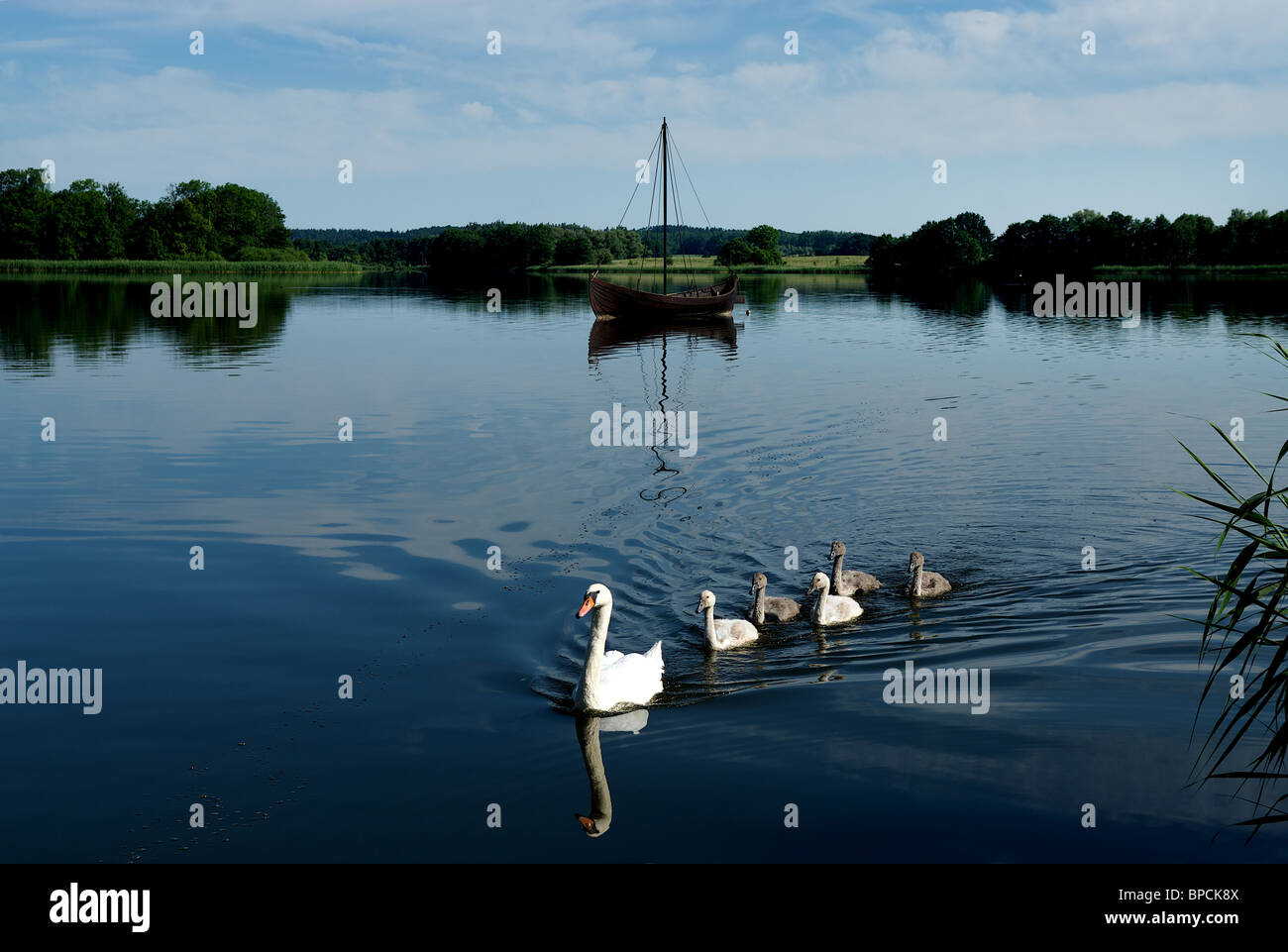 Swans on the Sternberger lake, Sternberg, Germany Stock Photo - Alamy
