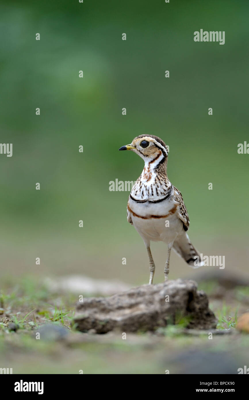 Rhinoptilus cinctus hi-res stock photography and images - Alamy