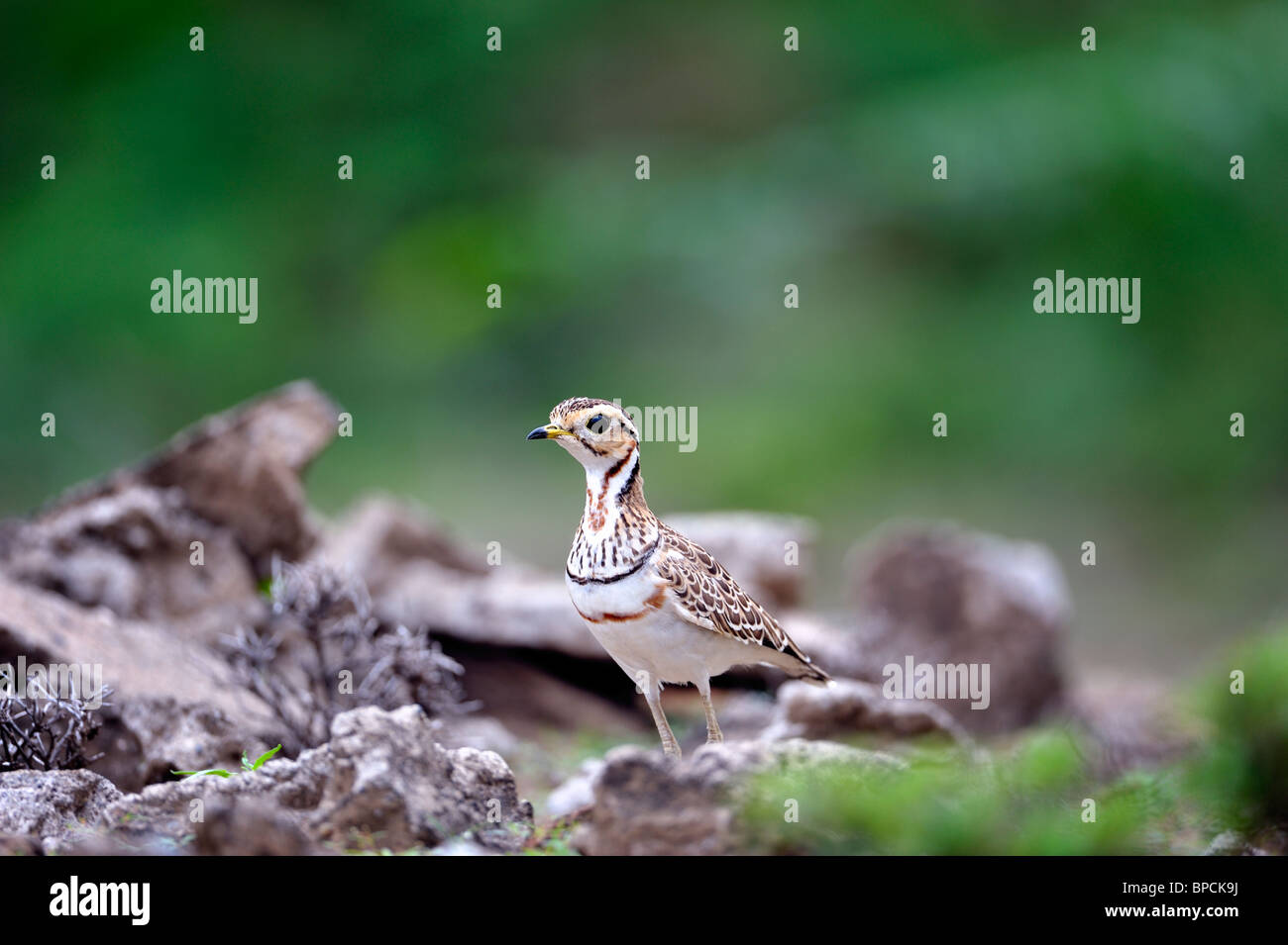 Heuglin's or Three-banded Courser, Rhinoptilus cinctus, Lake Baringo ...
