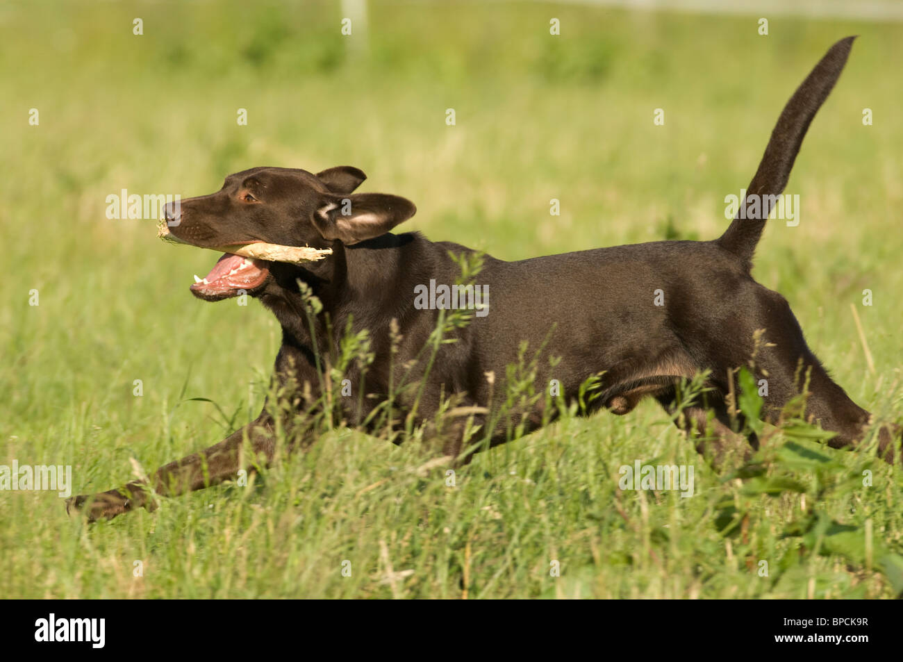 playing Labrador Retriever Stock Photo - Alamy