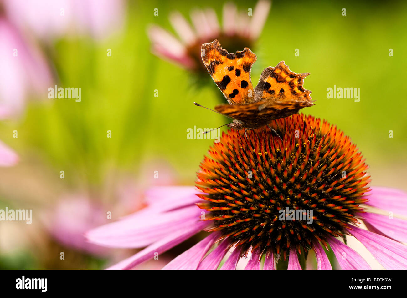 Eastern Comma Butterfly High Resolution Stock Photography and Images ...