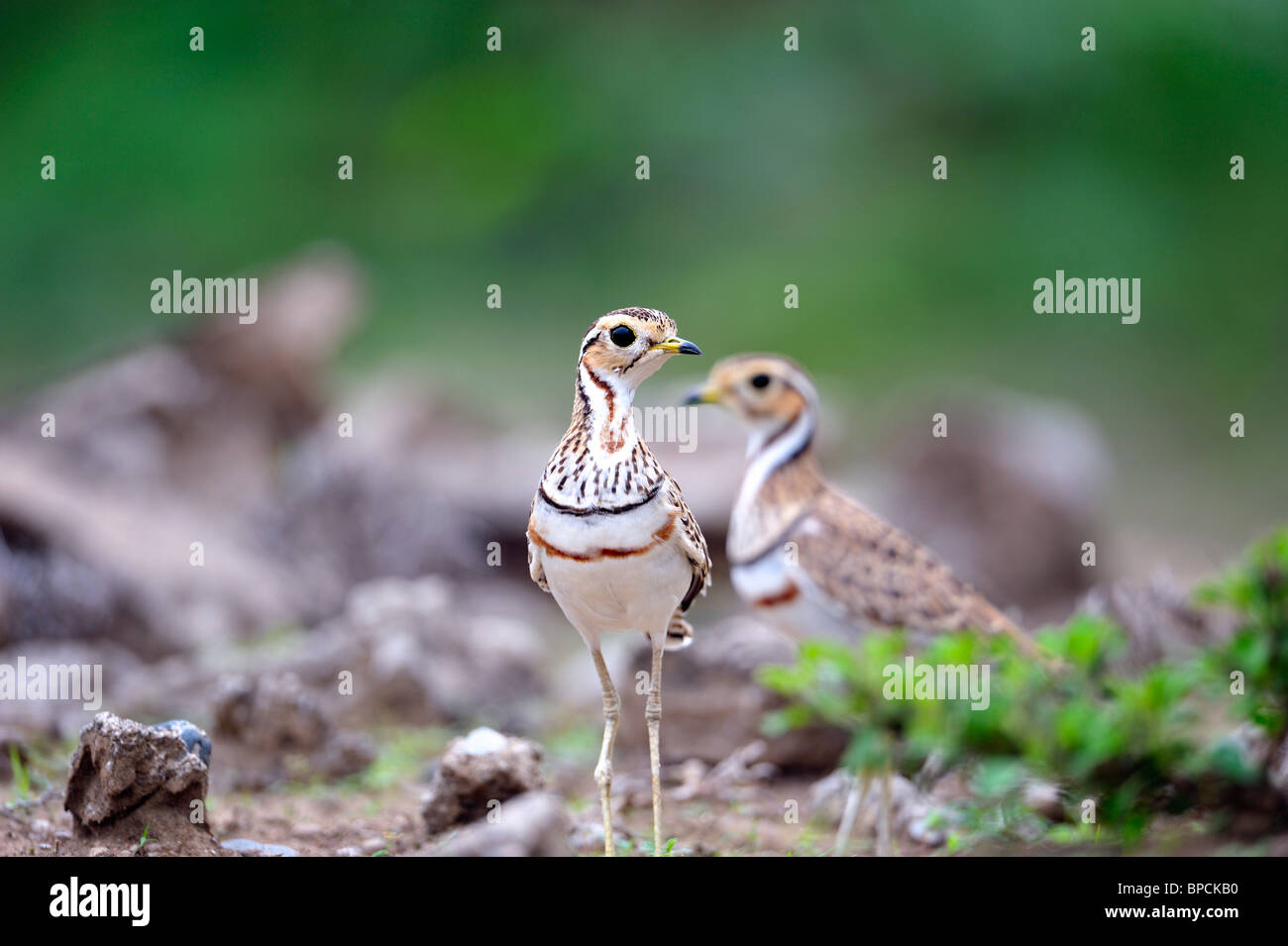 Heuglin's or Three-banded Courser, Rhinoptilus cinctus, Lake Baringo ...