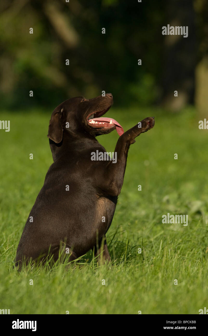 Labrador Retriever giving paw Stock Photo - Alamy