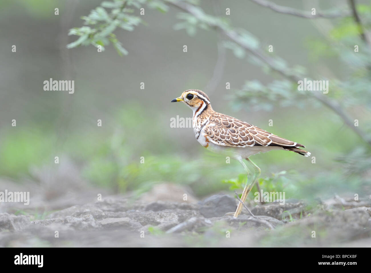 Three banded courser hi-res stock photography and images - Alamy