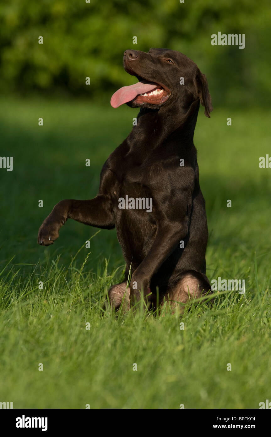 Labrador Retriever giving paw Stock Photo - Alamy