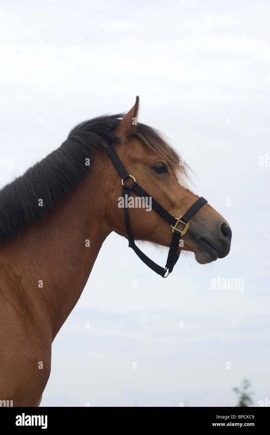 Freiberger horse hi-res stock photography and images - Alamy