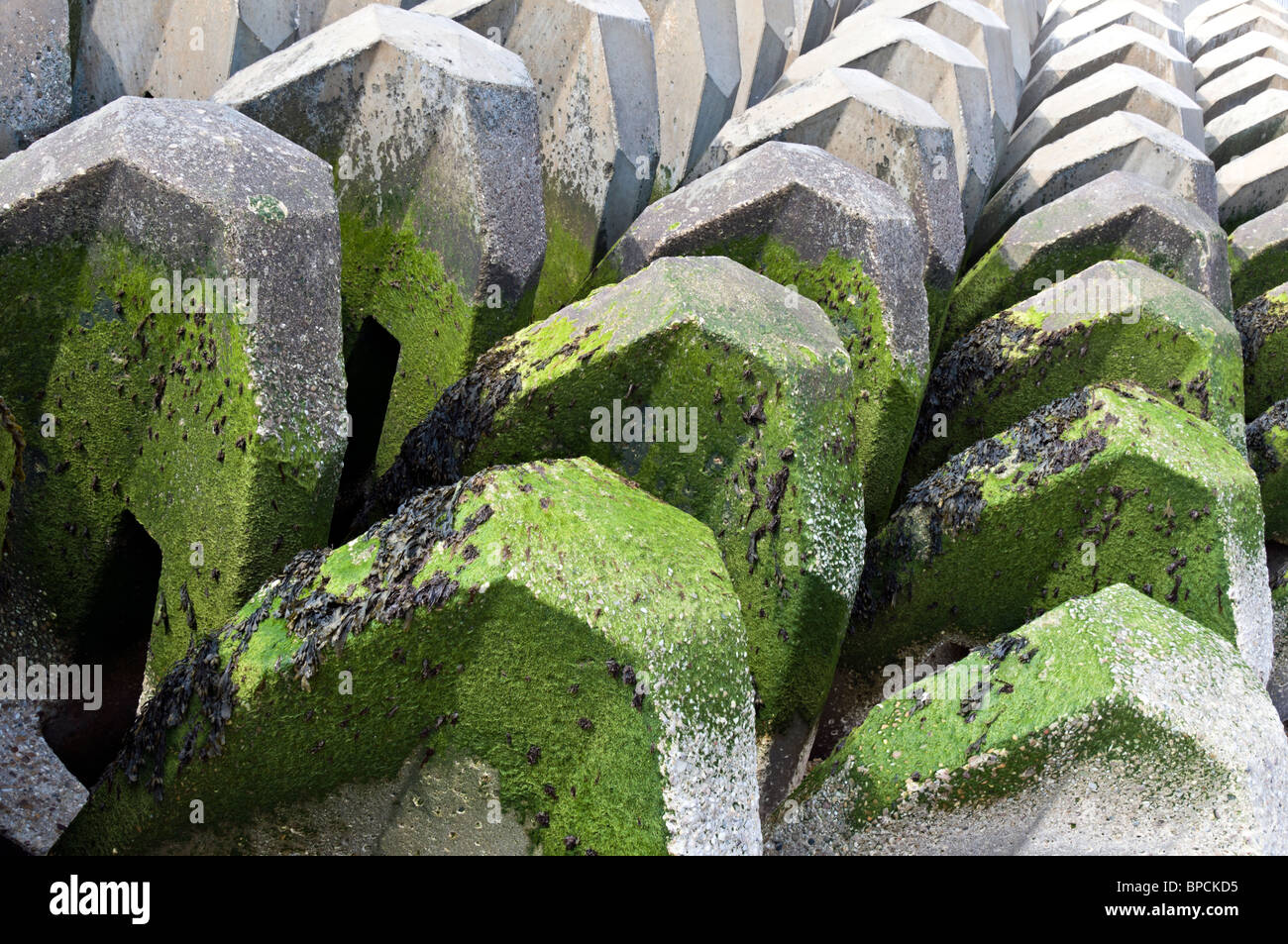 Concrete groynes defenses by the seafront in Clacton on Sea, Essex ...