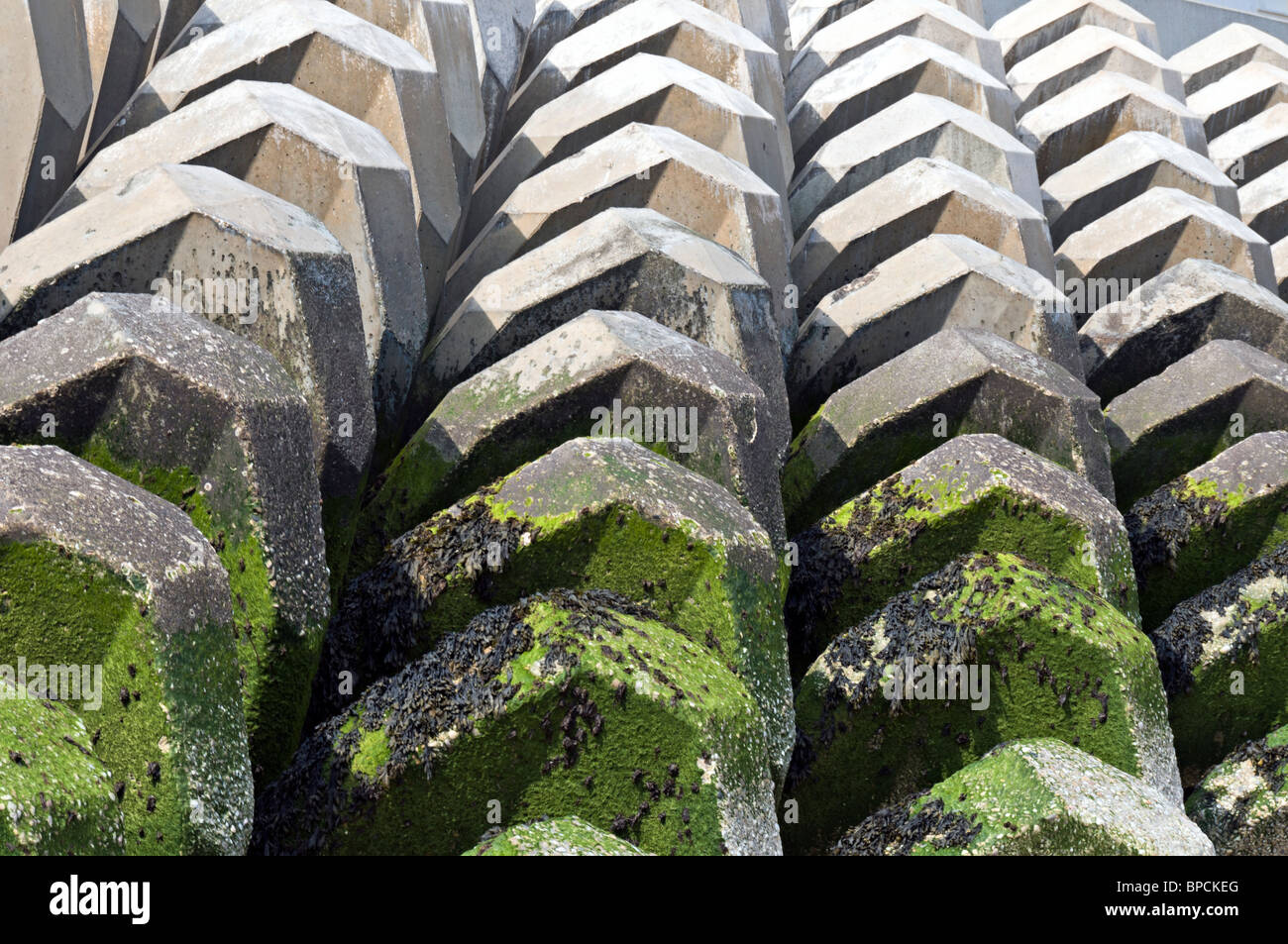 Concrete groynes defenses by the seafront in Clacton on Sea, Essex ...