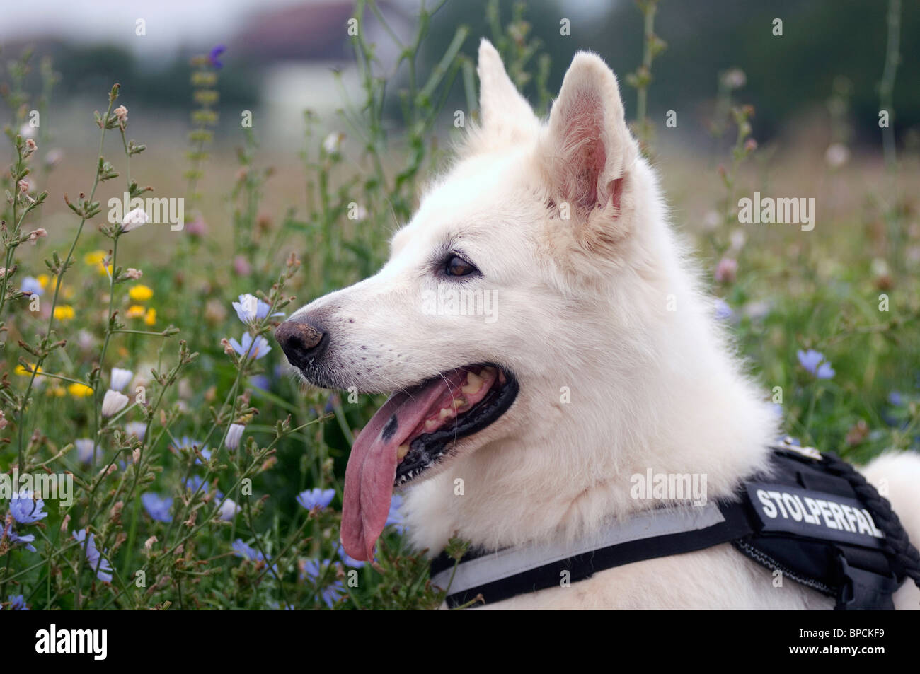 White Swiss Shepherd Portrait Stock Photo - Alamy