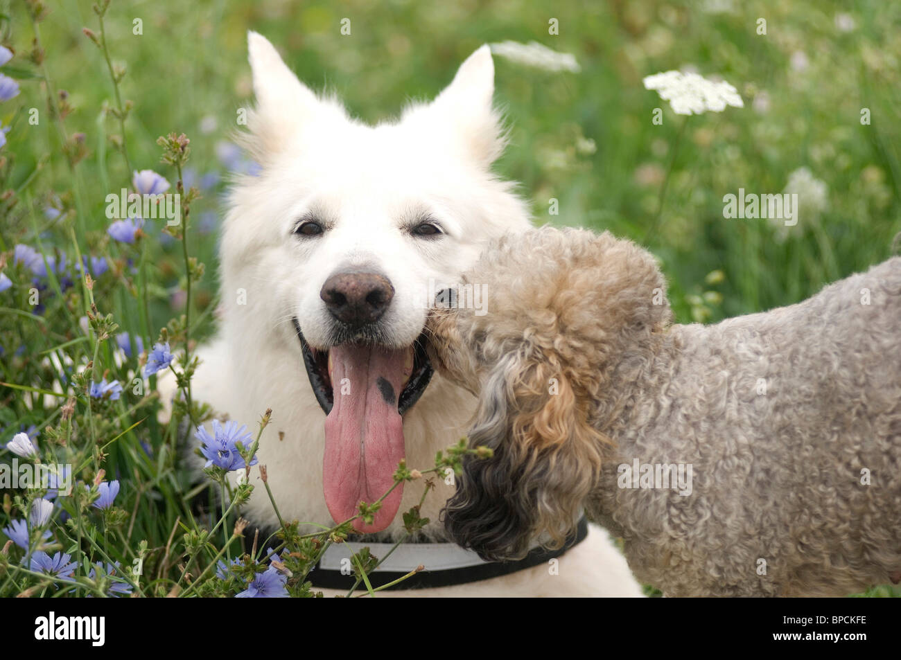 White Swiss Shepherd and Miniature Poodle Stock Photo - Alamy