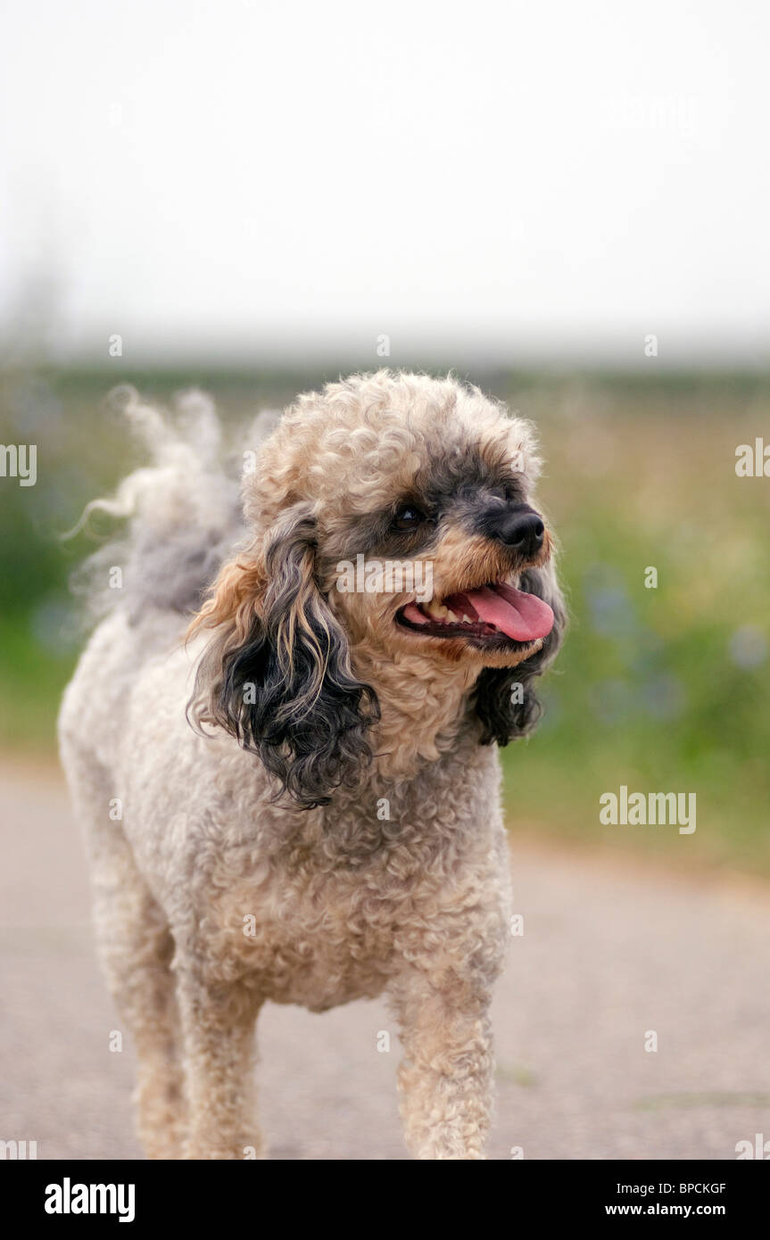 Grey miniature poodle hi-res stock photography and images - Alamy