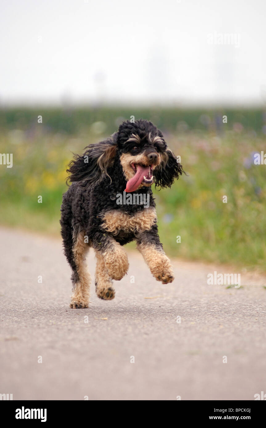 running Miniature Poodle Stock Photo - Alamy