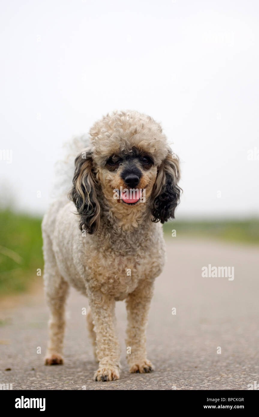 Grey miniature poodle hi-res stock photography and images - Alamy