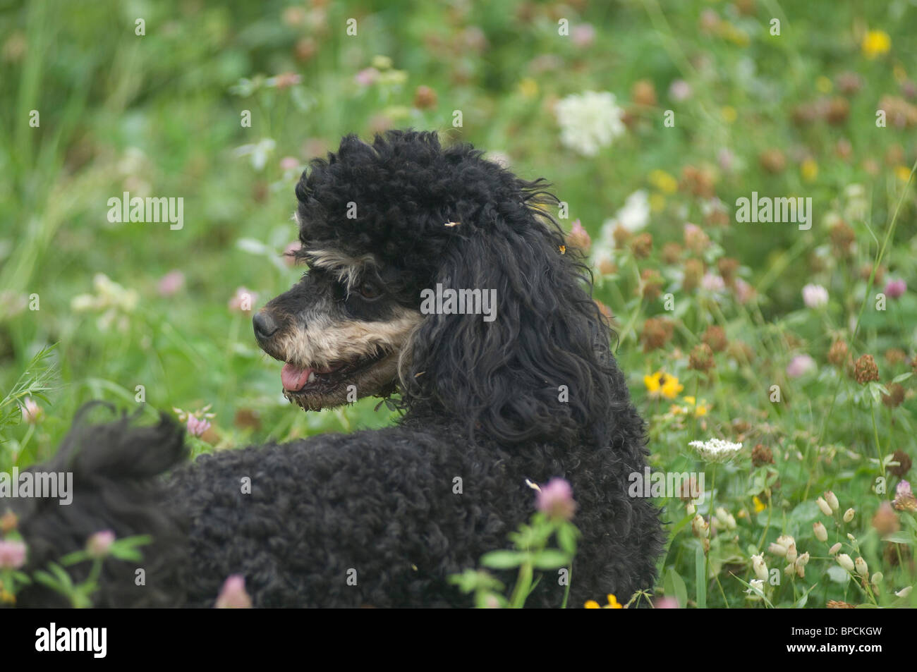 Miniature Poodle Portrait Stock Photo - Alamy