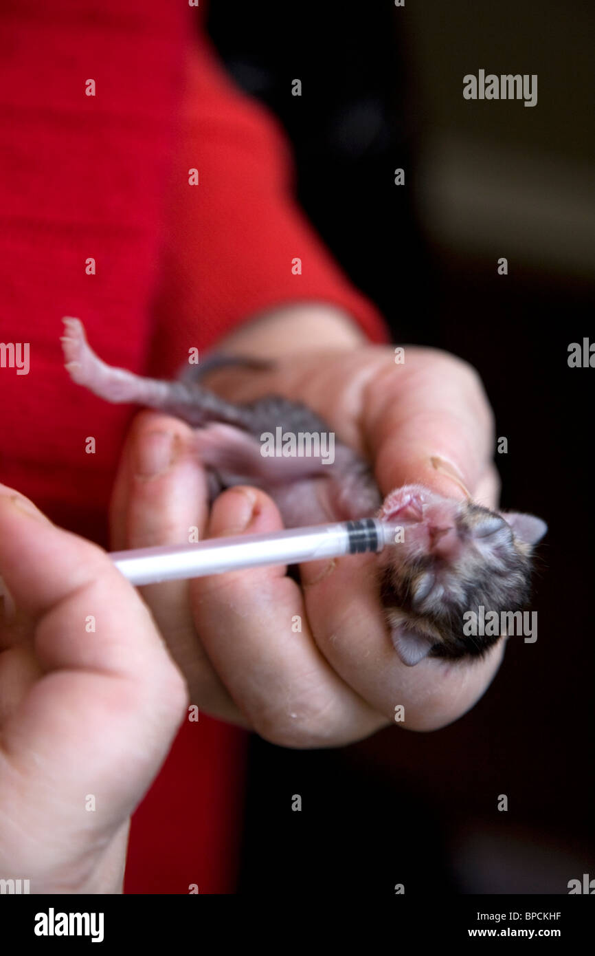 Hand feeding cat hi-res stock photography and images - Alamy