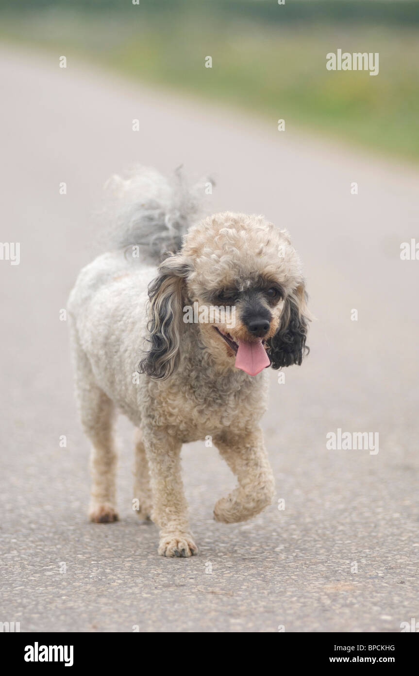 How Far Can A Miniature Poodle Walk