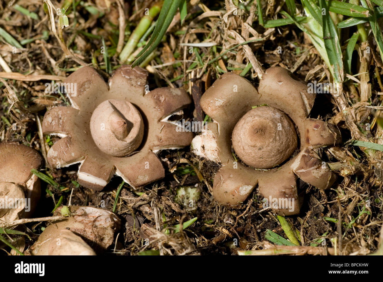 Earth Star Fungus High Resolution Stock Photography and Images - Alamy