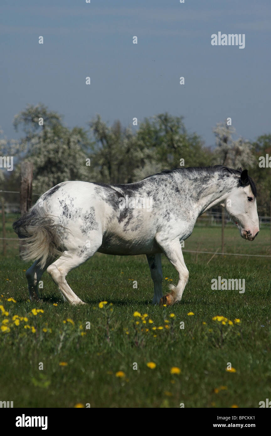 Criollo hi-res stock photography and images - Alamy