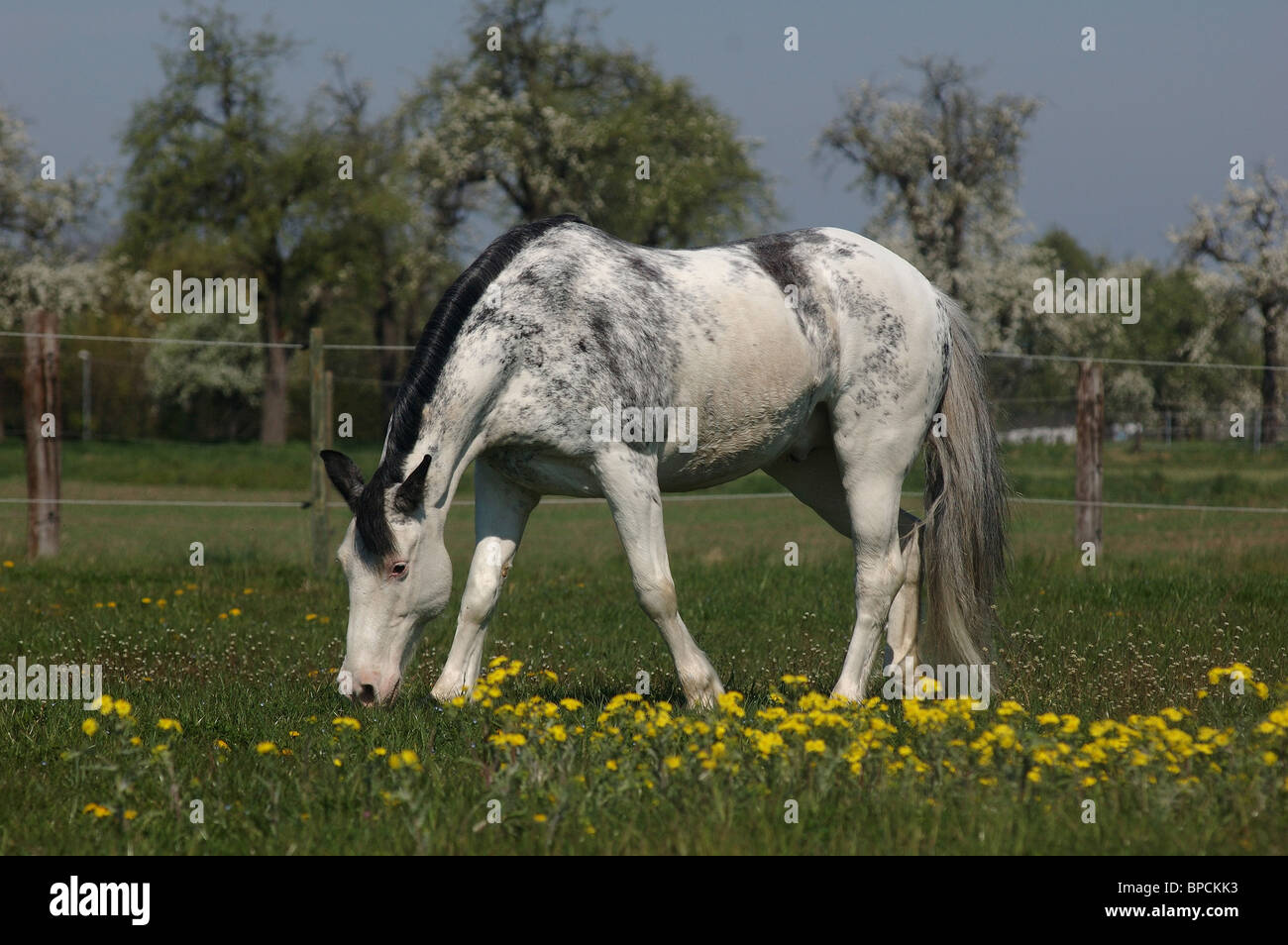 Criollo hi-res stock photography and images - Alamy