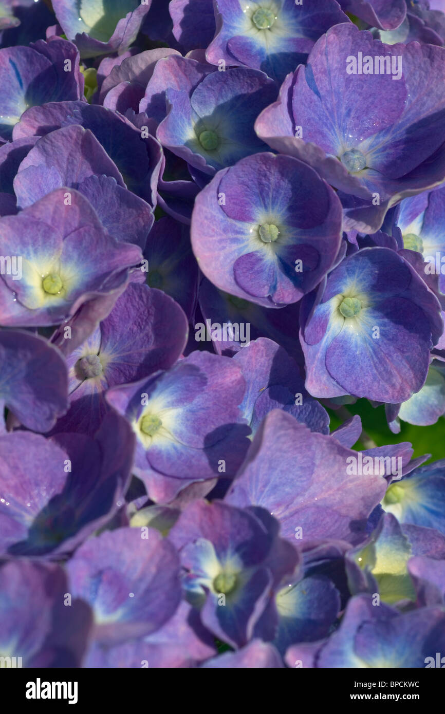 Hortensia hortensia macrophylla hi-res stock photography and images - Alamy