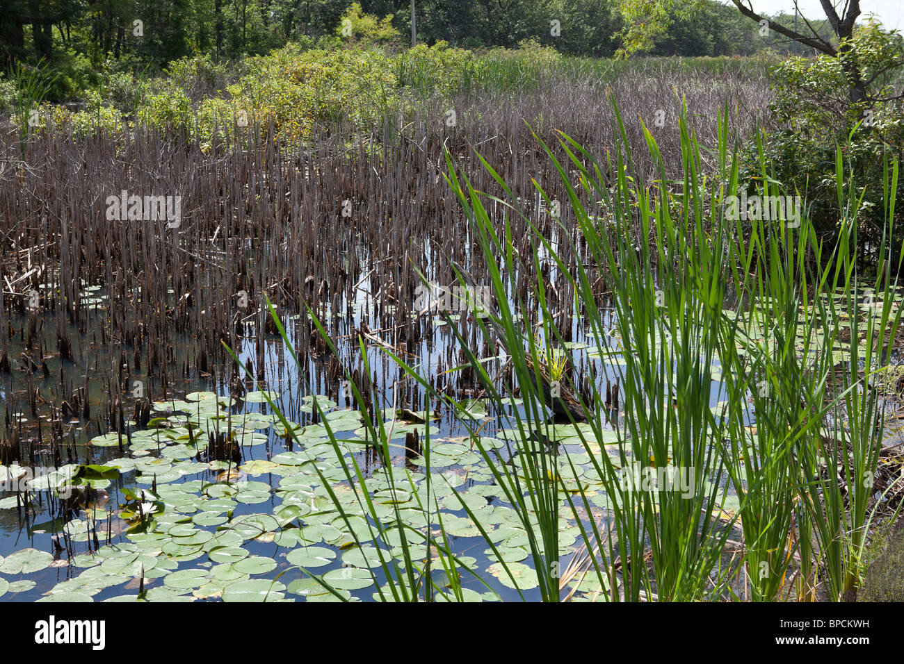 Wetlands containing a swamp, marsh, cattails, regword Stock Photo - Alamy