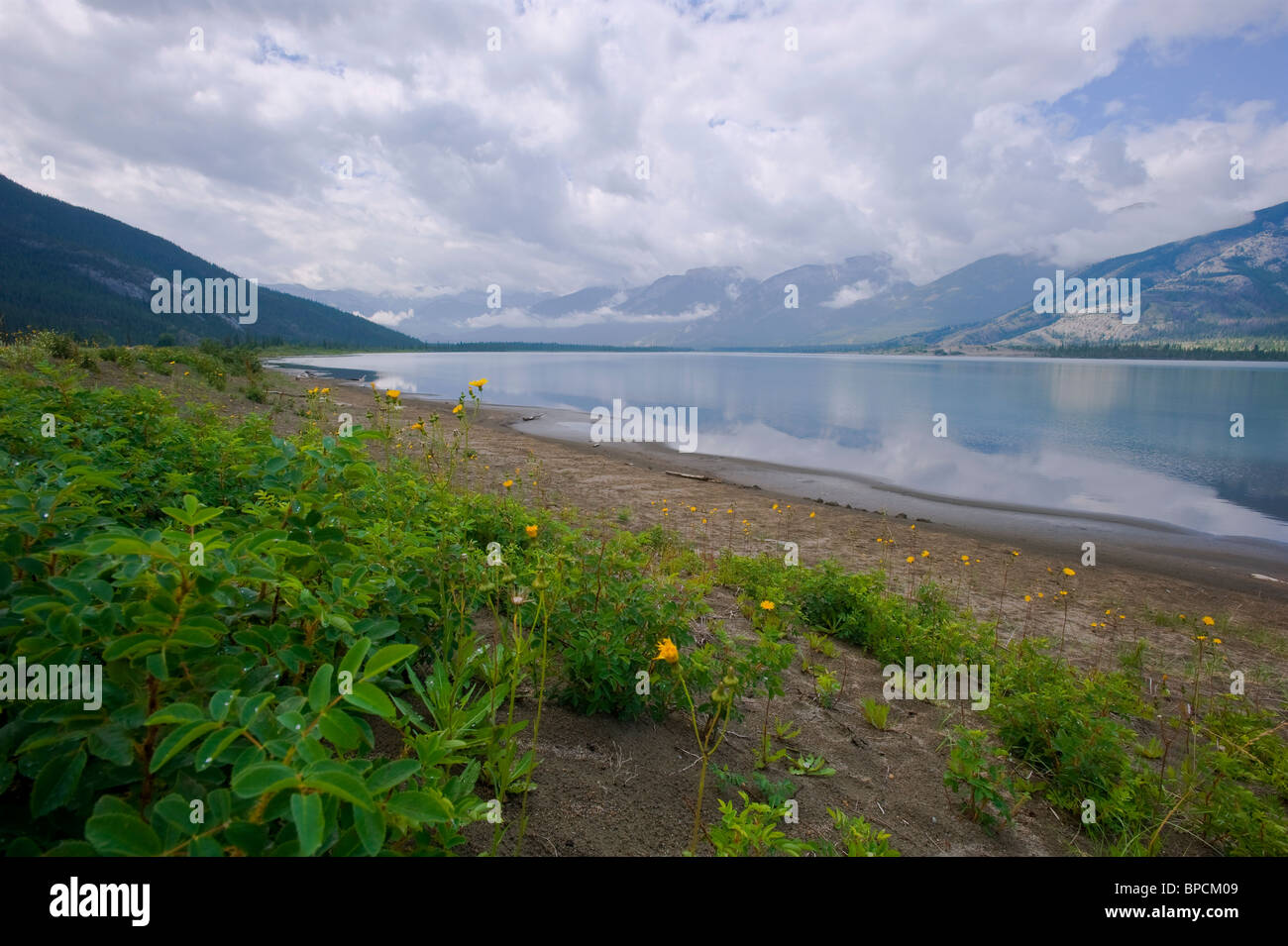 Wildflowers jasper national park canada hi-res stock photography and ...