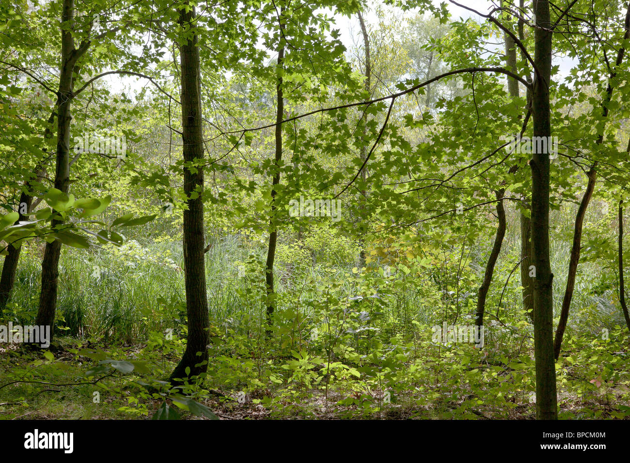 Woods in the Cowles Bog in Ogden Dunes Indiana Contains wetlands, wet ...