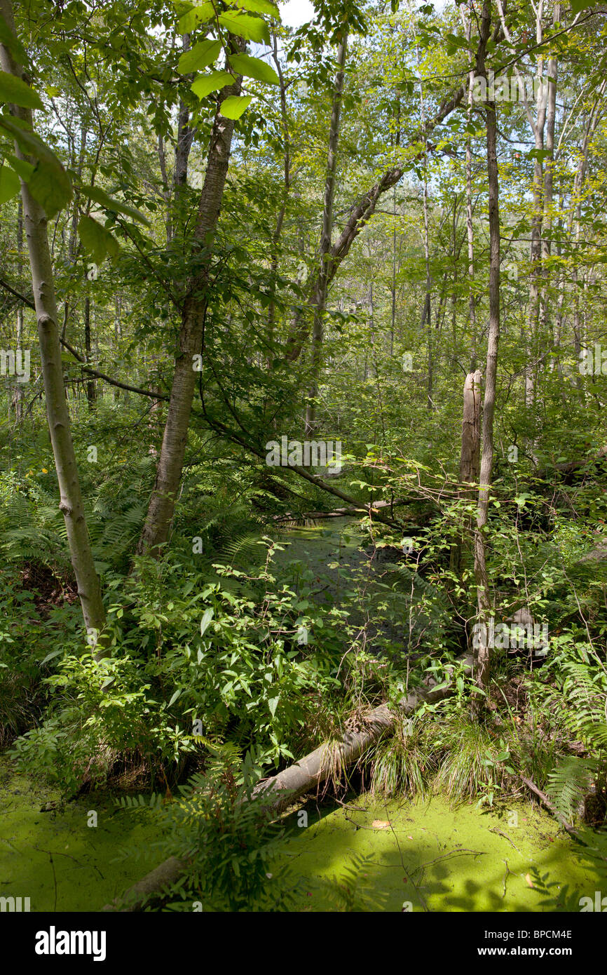 A bucolic bog in the Cowles Bog of Indiana's Ogden Dunes. Ferns, trees ...