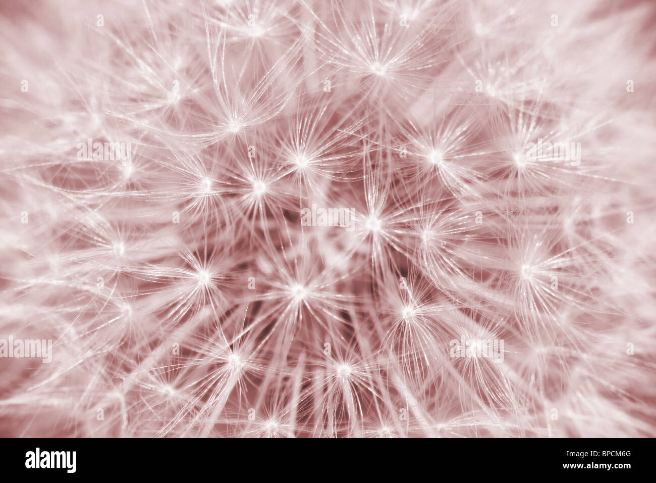 Sepia Toned Flower Background High Resolution Stock Photography and ...