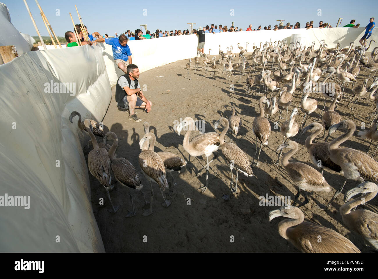 Penned up hi-res stock photography and images - Alamy