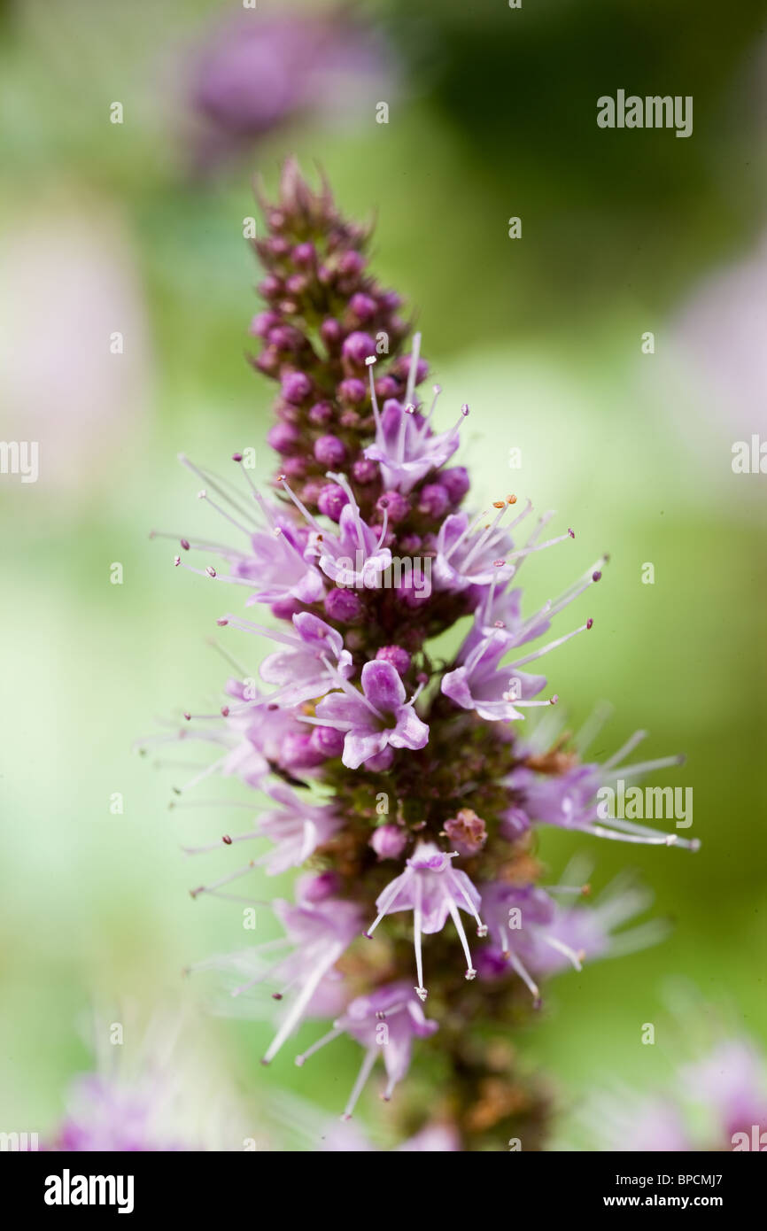 Peppermint Blossom High Resolution Stock Photography and Images - Alamy