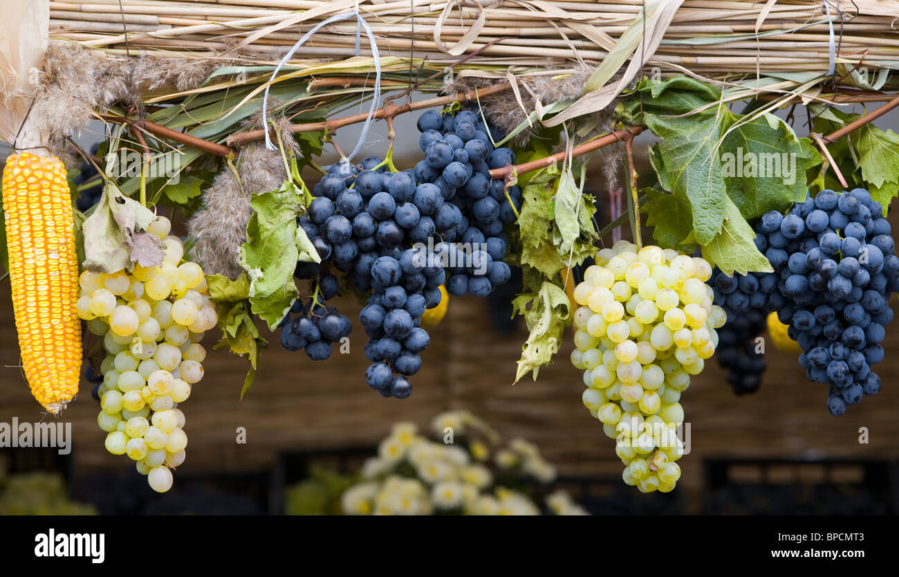 Fresh Grapes Display At Autumn Festival Show Medium Telephoto Lens ...