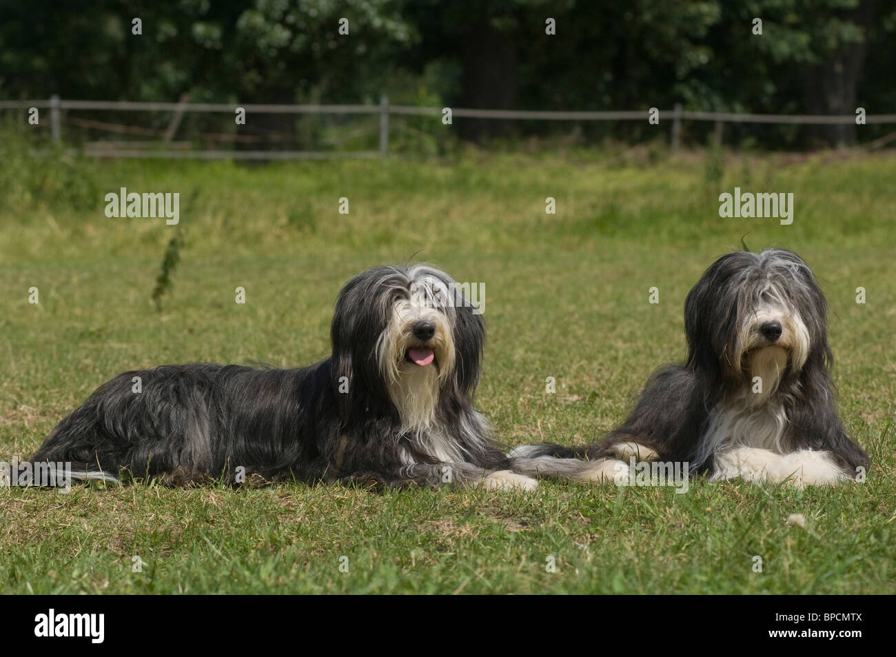 Medium long side view bearded hi-res stock photography and images - Alamy