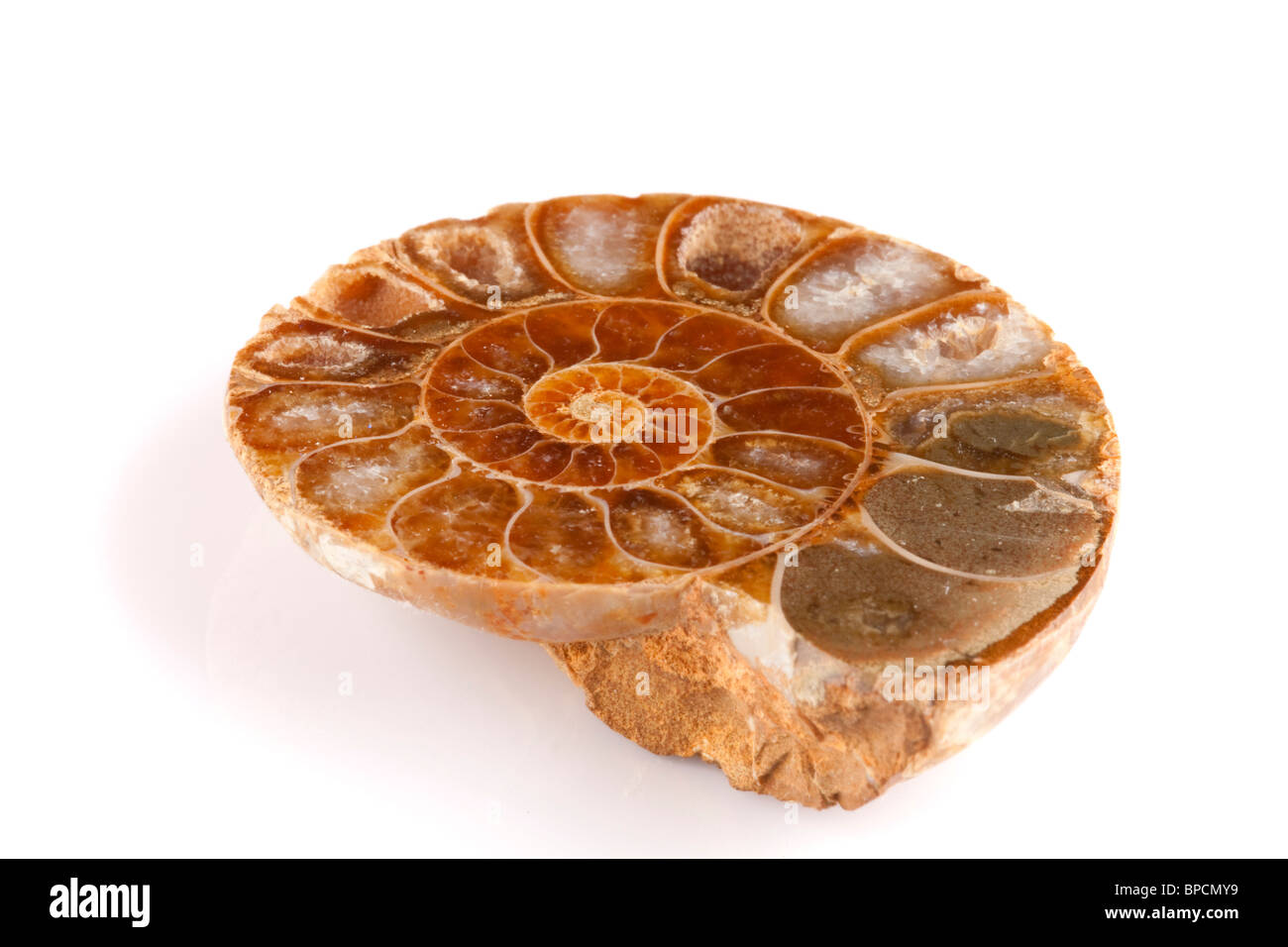Ancient seashell hi-res stock photography and images - Alamy