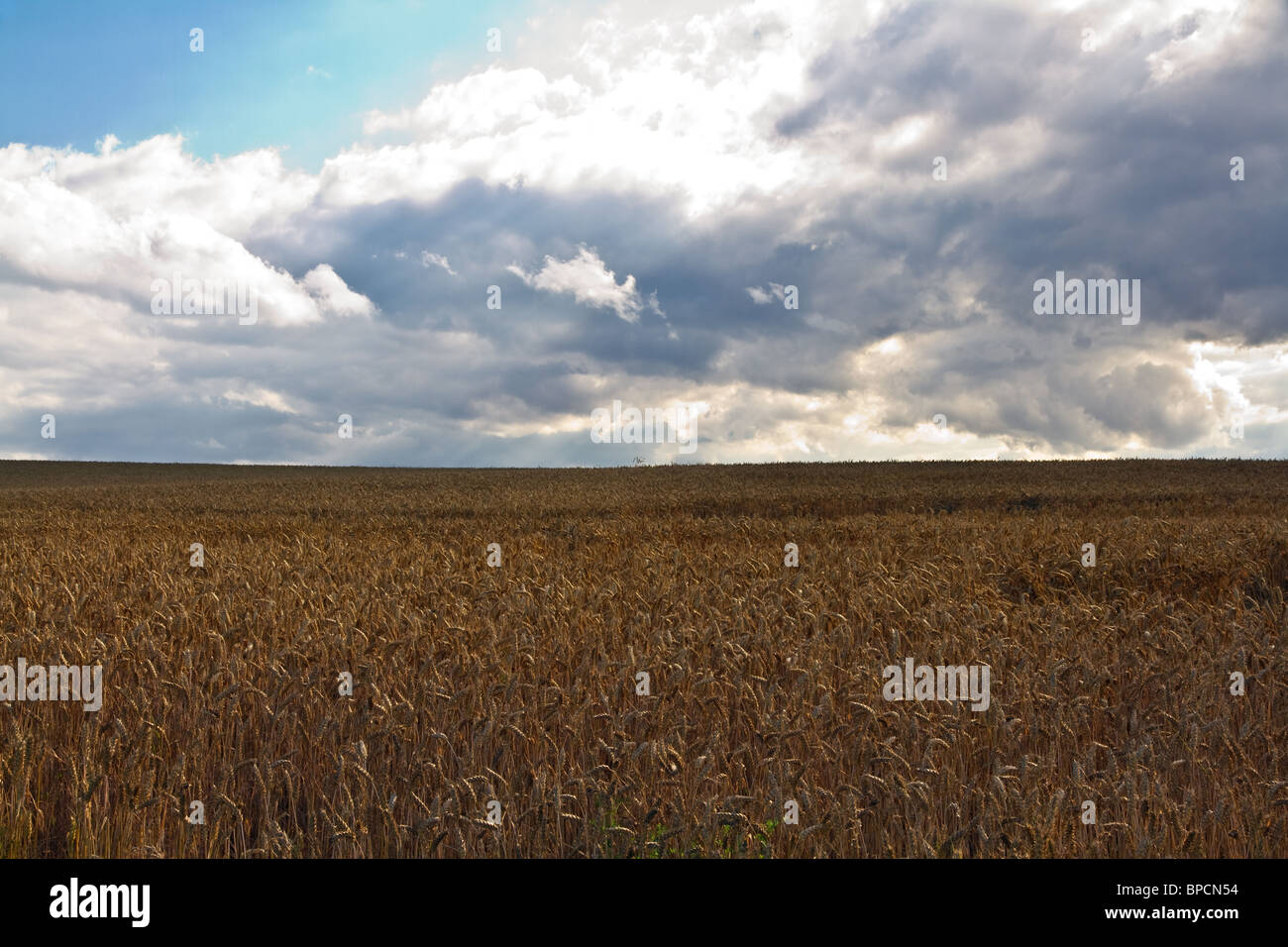 Typical August rye field and dramatic sky. Horizontal Stock Photo - Alamy