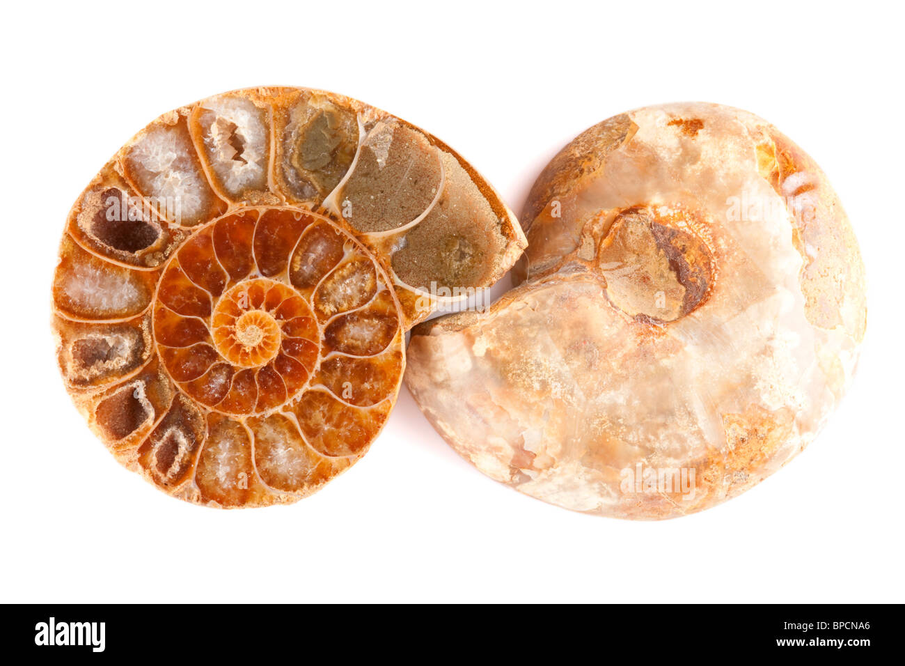 Pleistocene Seashell Dived In Two Parts Interior And Exterior View ...