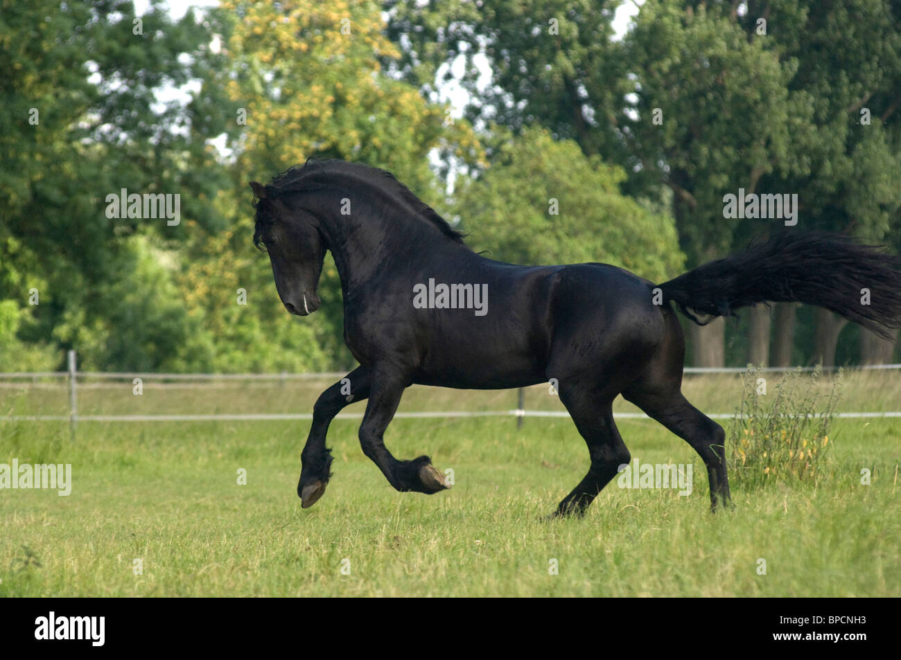 Frisians fence hi-res stock photography and images - Alamy