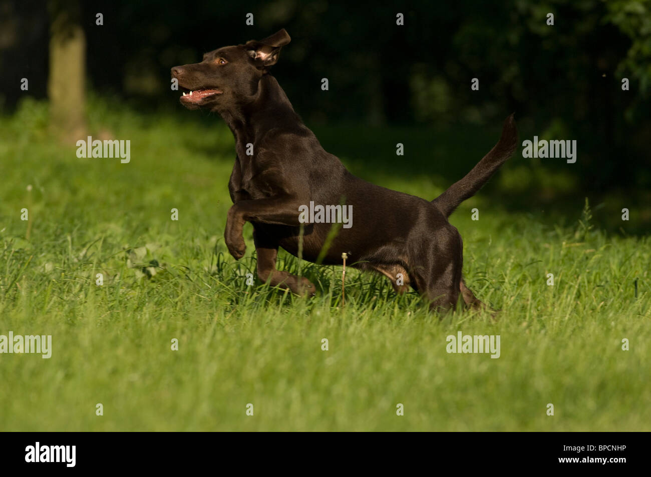 running Labrador Retriever Stock Photo - Alamy