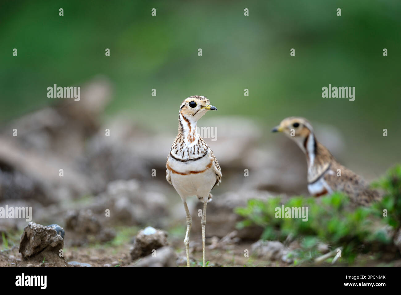 Rhinoptilus cinctus hi-res stock photography and images - Alamy