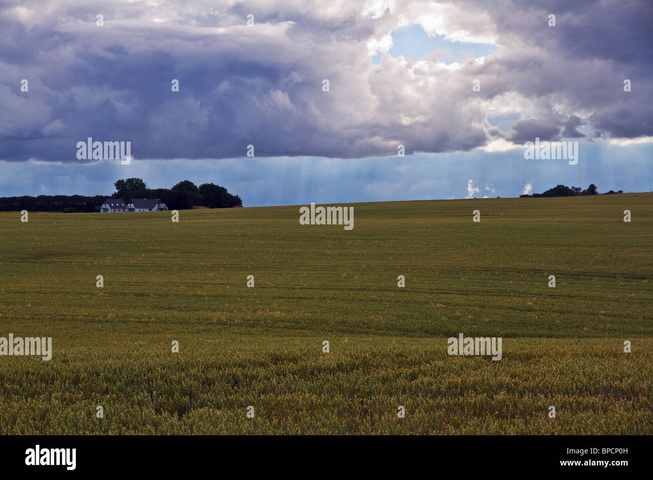 Typical July rye field and dramatic sky. Farm house in the background ...